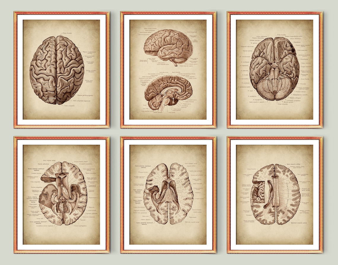 Brain Anatomy Poster Set 6 Human Brain Structure Neurology | Etsy