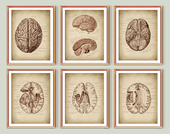 Brain Anatomy Poster Set 6 Human Brain Structure Neurology | Etsy