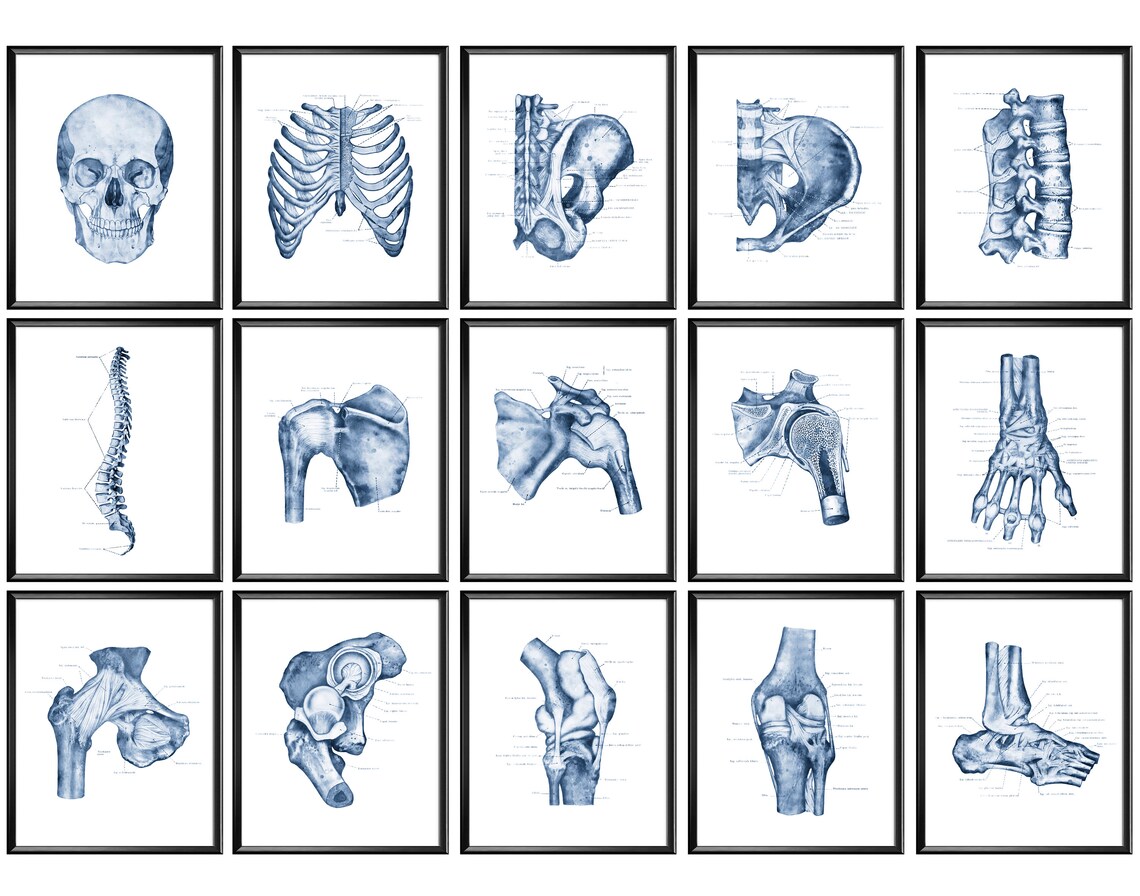 15 Skeletal Anatomy Posters Arthrology Art Anatomy of Joint - Etsy