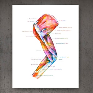 8 Anatomical Hand Muscular System Art Arm Muscles Poster Medical Art ...