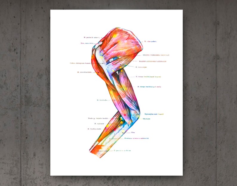 8 Anatomical Hand Muscular System Art Arm Muscles Poster Medical Art ...