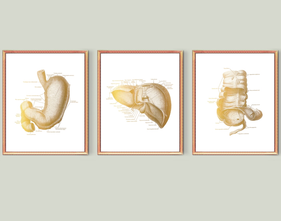 Digestive System Organs Art Poster Gold Anatomy Art Anatomical Stomach ...