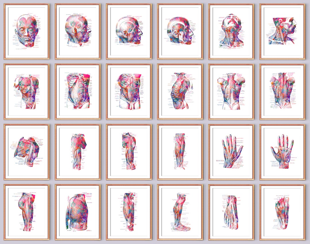 24 Human Anatomy and Physiology Art Musculoskeletal System Poster ...