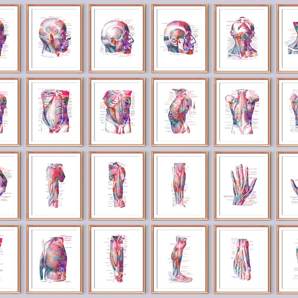 Musculoskeletal System Poster - Etsy