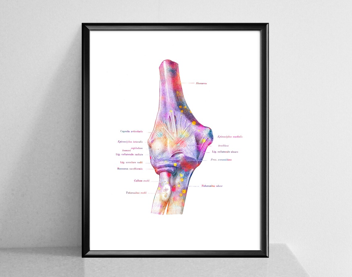 Shoulder Human Anatomy Posters Elbow Joint Art Scapula Bone Print ...