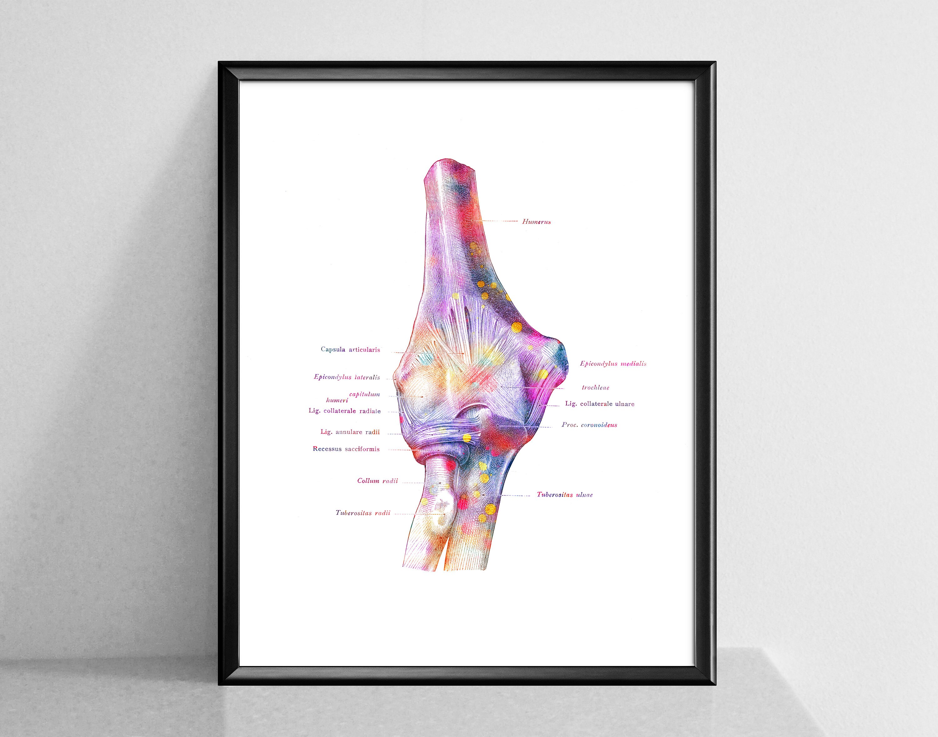 Shoulder Human Anatomy Posters Elbow Joint Prints Scapula Bone | Etsy