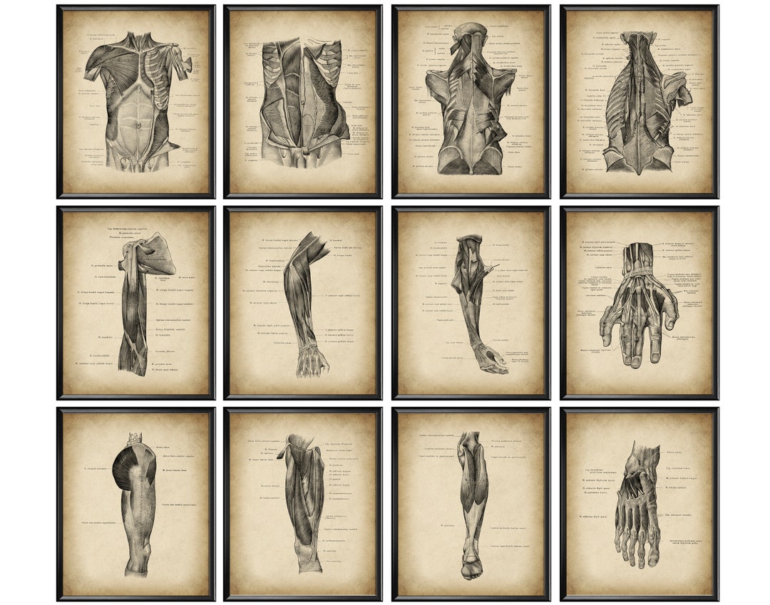 12 Vintage Muscular System Anatomy Posters Medical Art Doctor Office ...