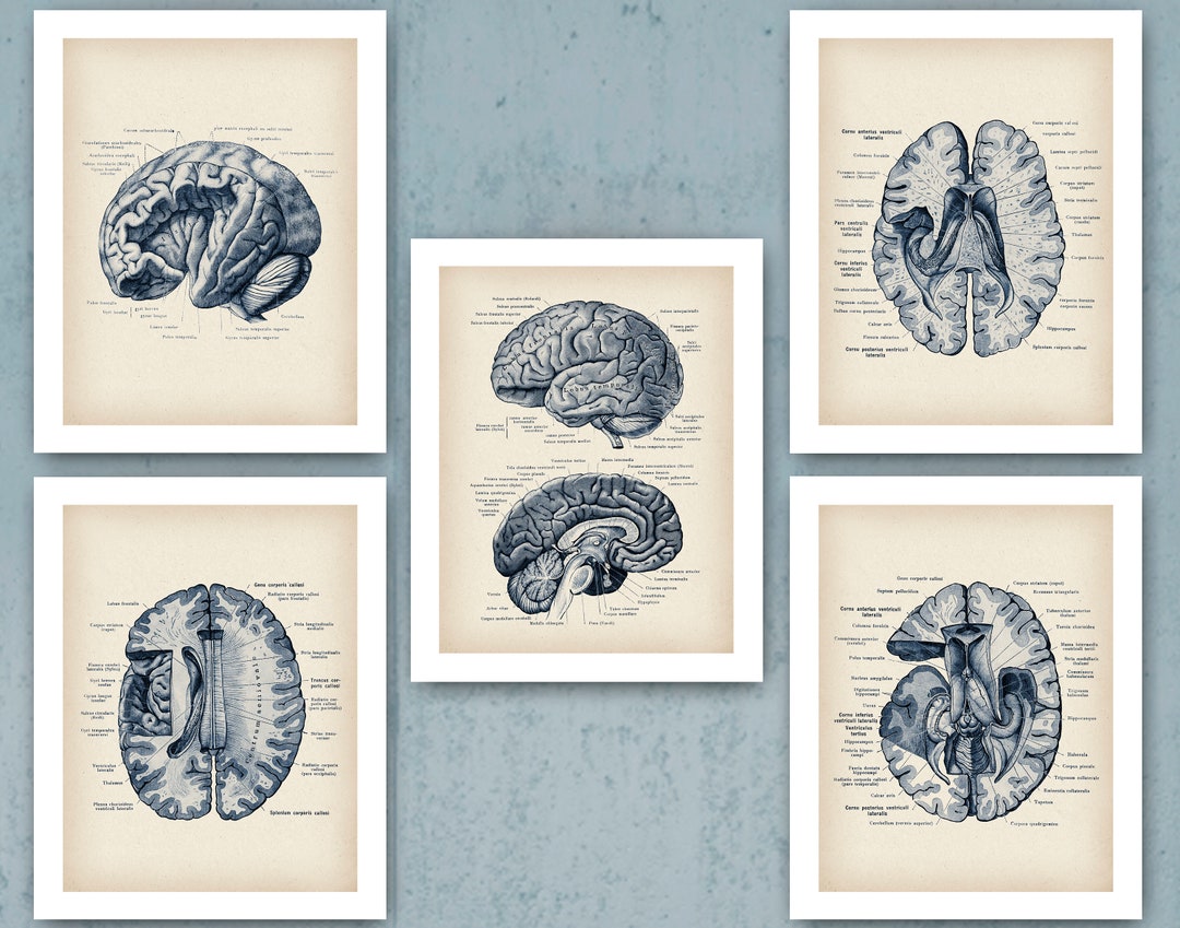 Human Brain Anatomy Poster Set Vintage Neurology Art Medical Art ...