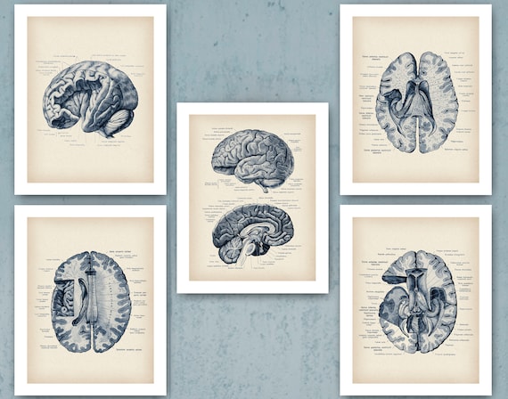 Human Brain Anatomy Poster Set Vintage Neurology Art Medical | Etsy
