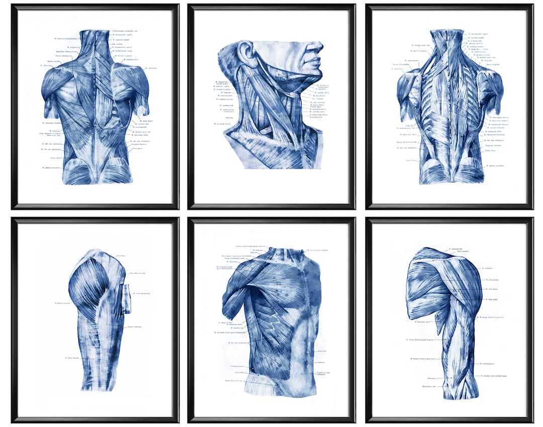 6 Watercolor Muscular System Anatomy Posters Muscles Structure Diagram ...