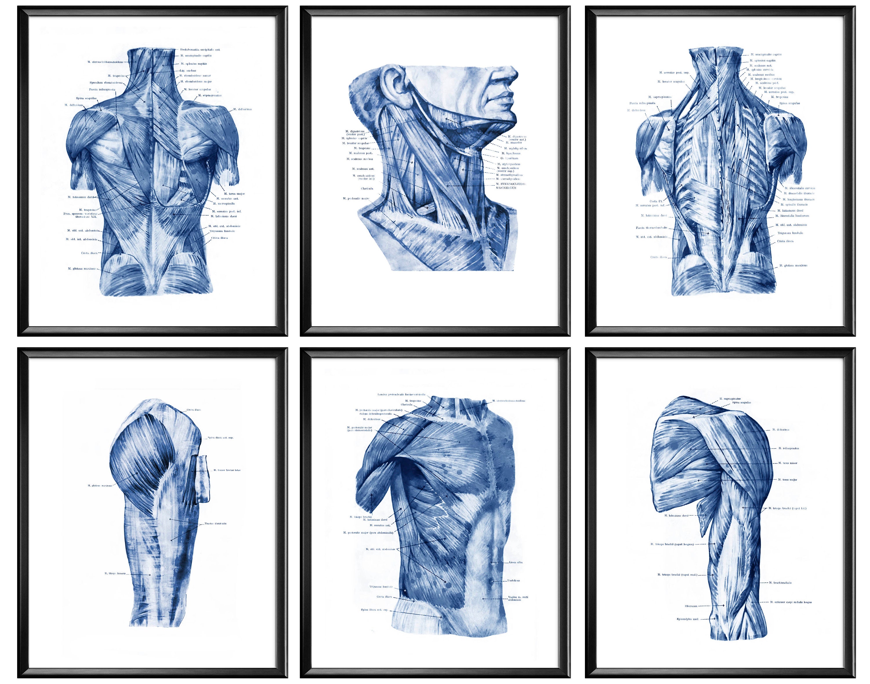 6 Watercolor Muscular System Anatomy Posters Muscles Structure Diagram ...