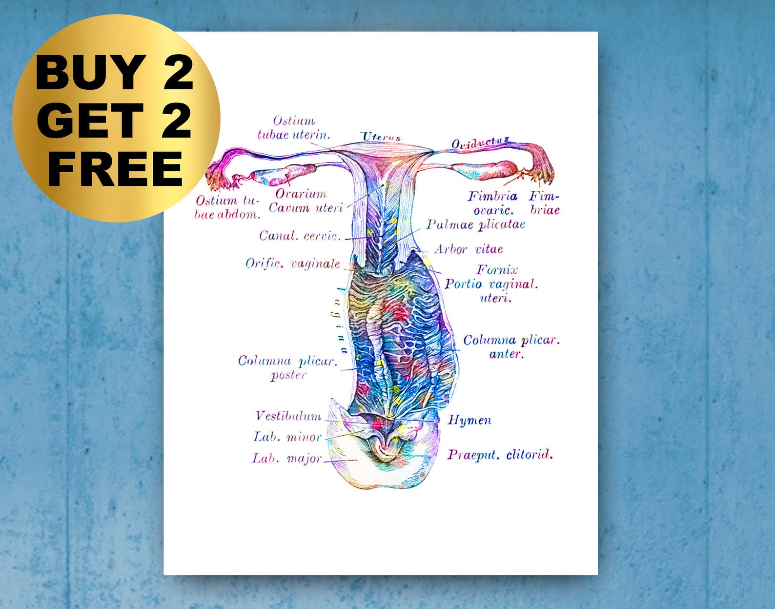 Uterus Anatomy Poster Female Reproductive System OBGYN - Etsy