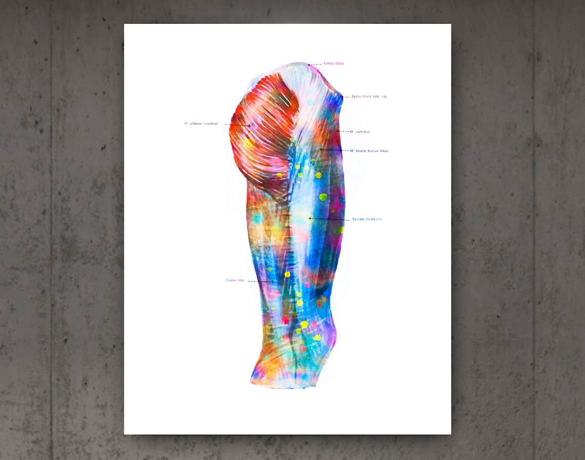 Set 24 Watercolor Anatomy Poster Muscular System Educational - Etsy