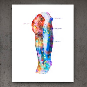 Human Muscular System Anatomy Posters Muscles Structure Print ...