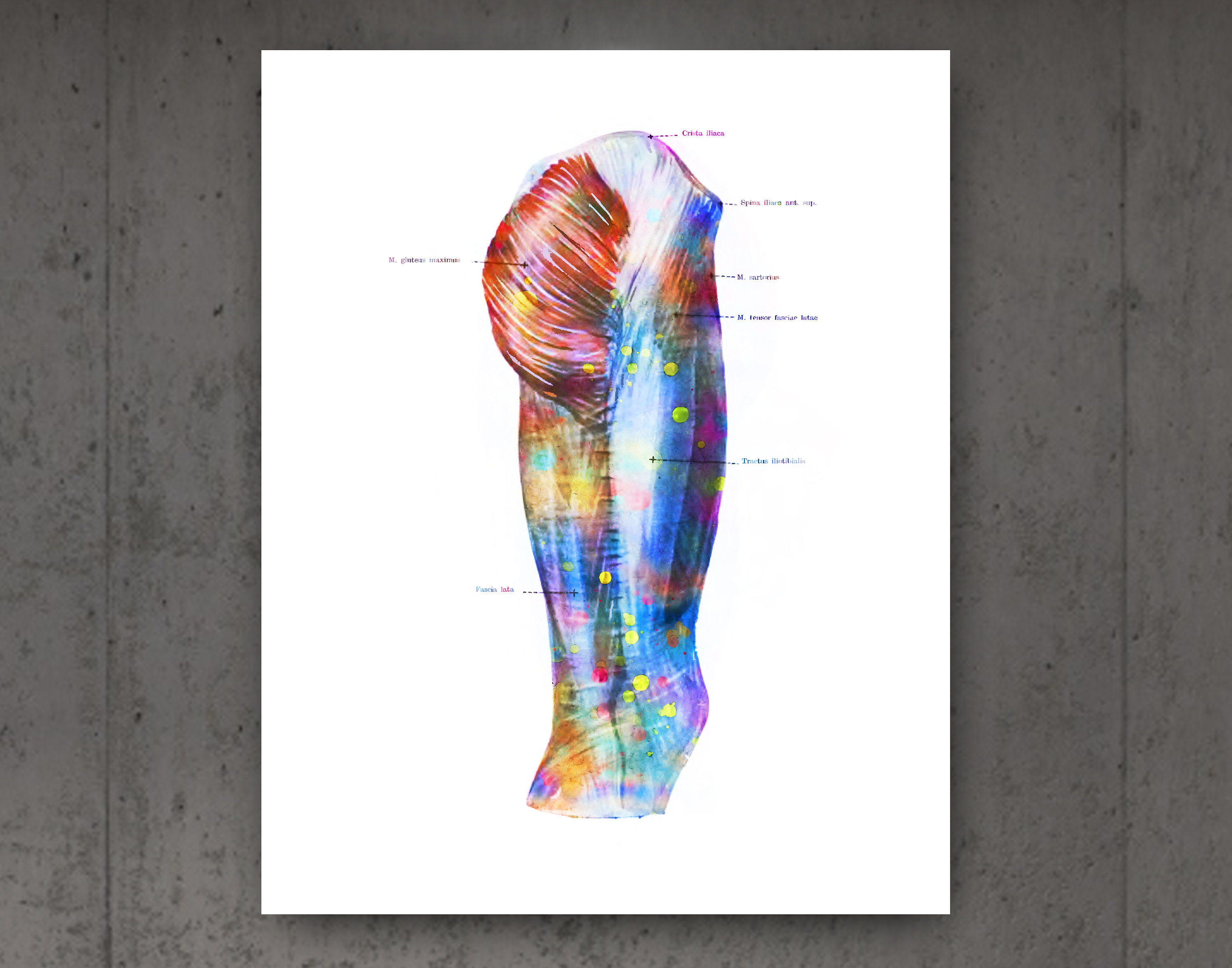 12 Muscular System Anatomy Posters Muscles Structure Print Medical Art ...