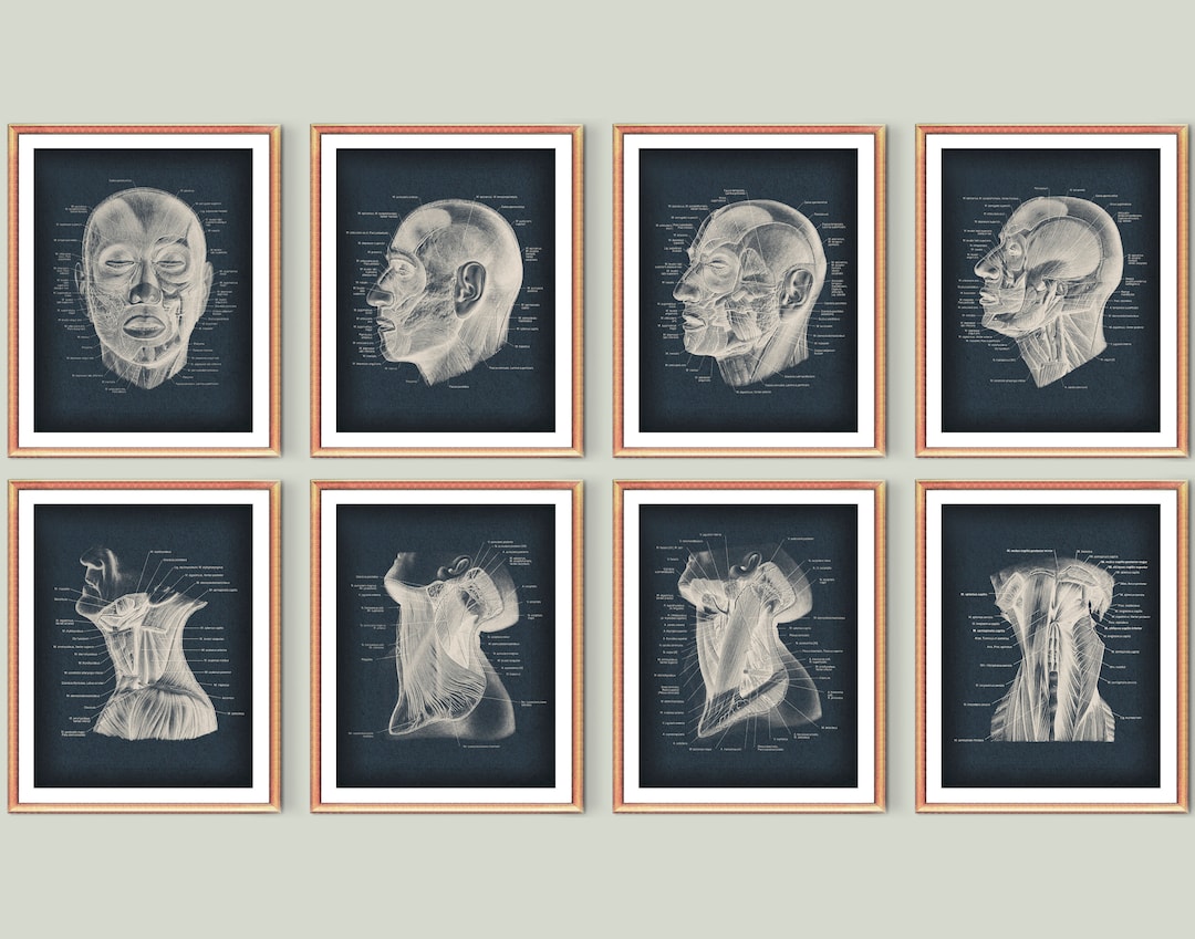 8 Human Anatomy Posters Facial Muscles Neck Muscles Medical Art ...