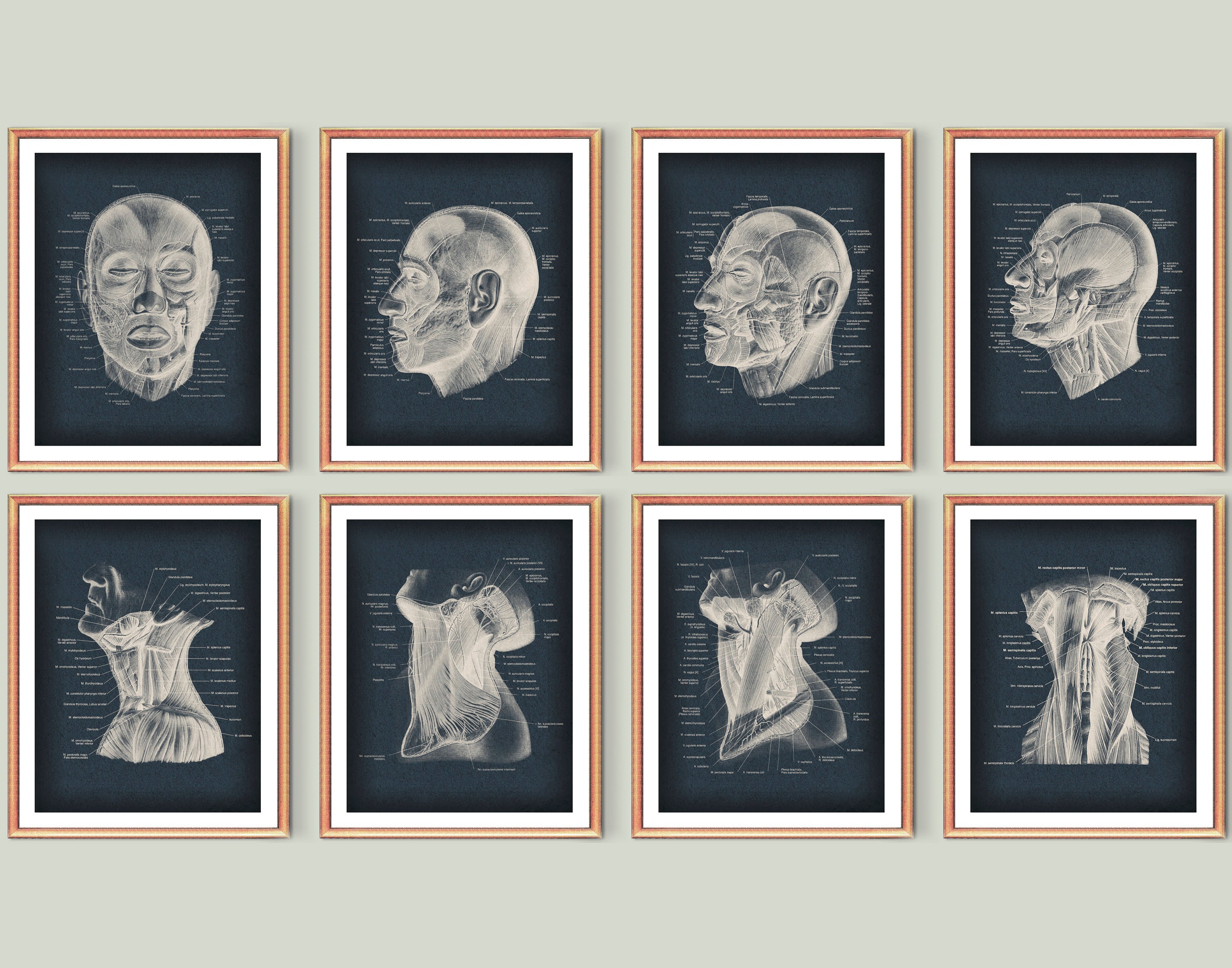 8 Human Anatomy Posters Facial Muscles Neck Muscles Medical - Etsy