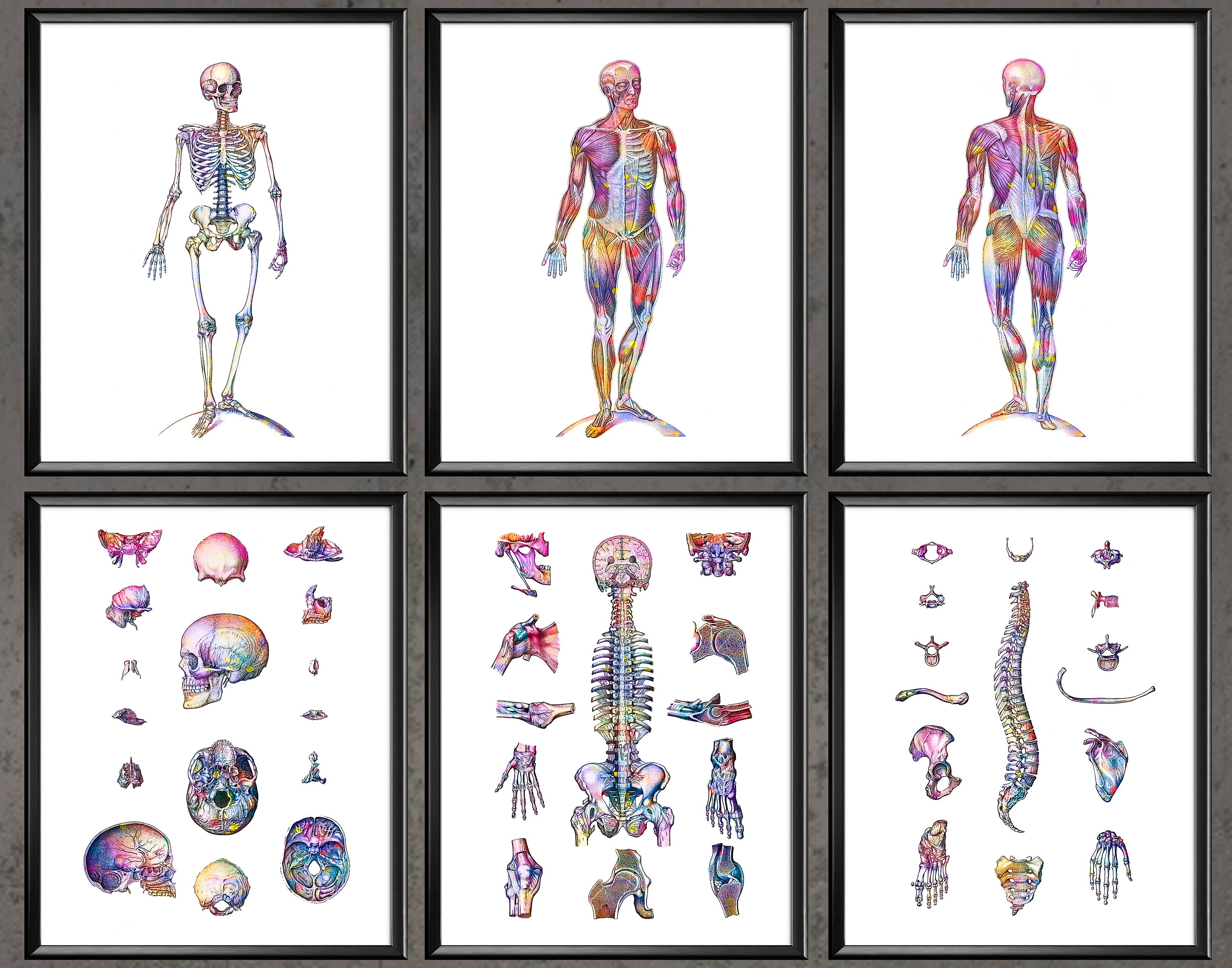 Human Anatomy Watercolor Print Set of 6 Skeletal Bones | Etsy