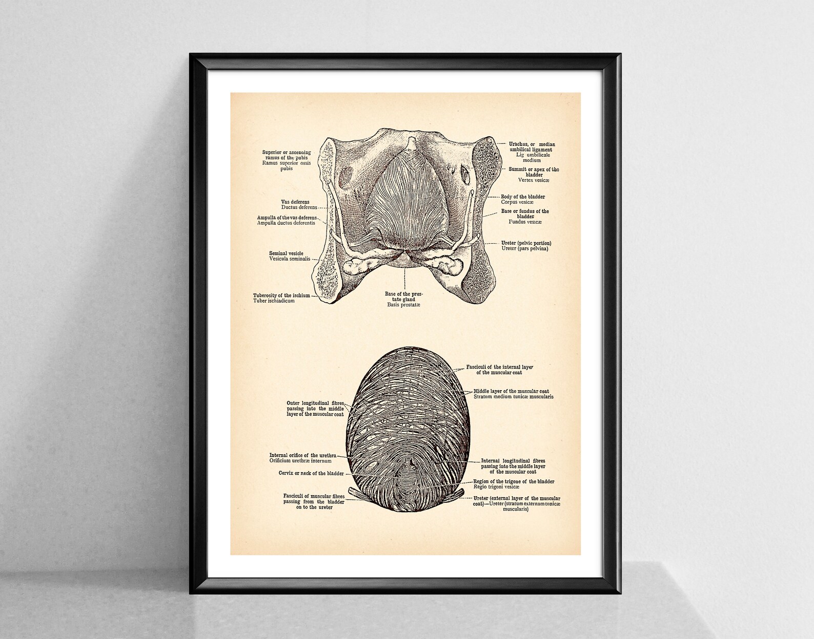 Penis Print Male Anatomy Poster Vintage Reproductive System Urinary ...