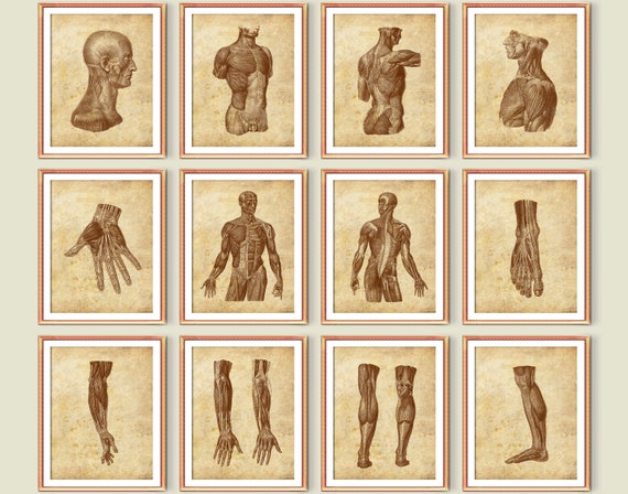 12 Human Muscular System Anatomy Art Body Muscles Structure - Etsy