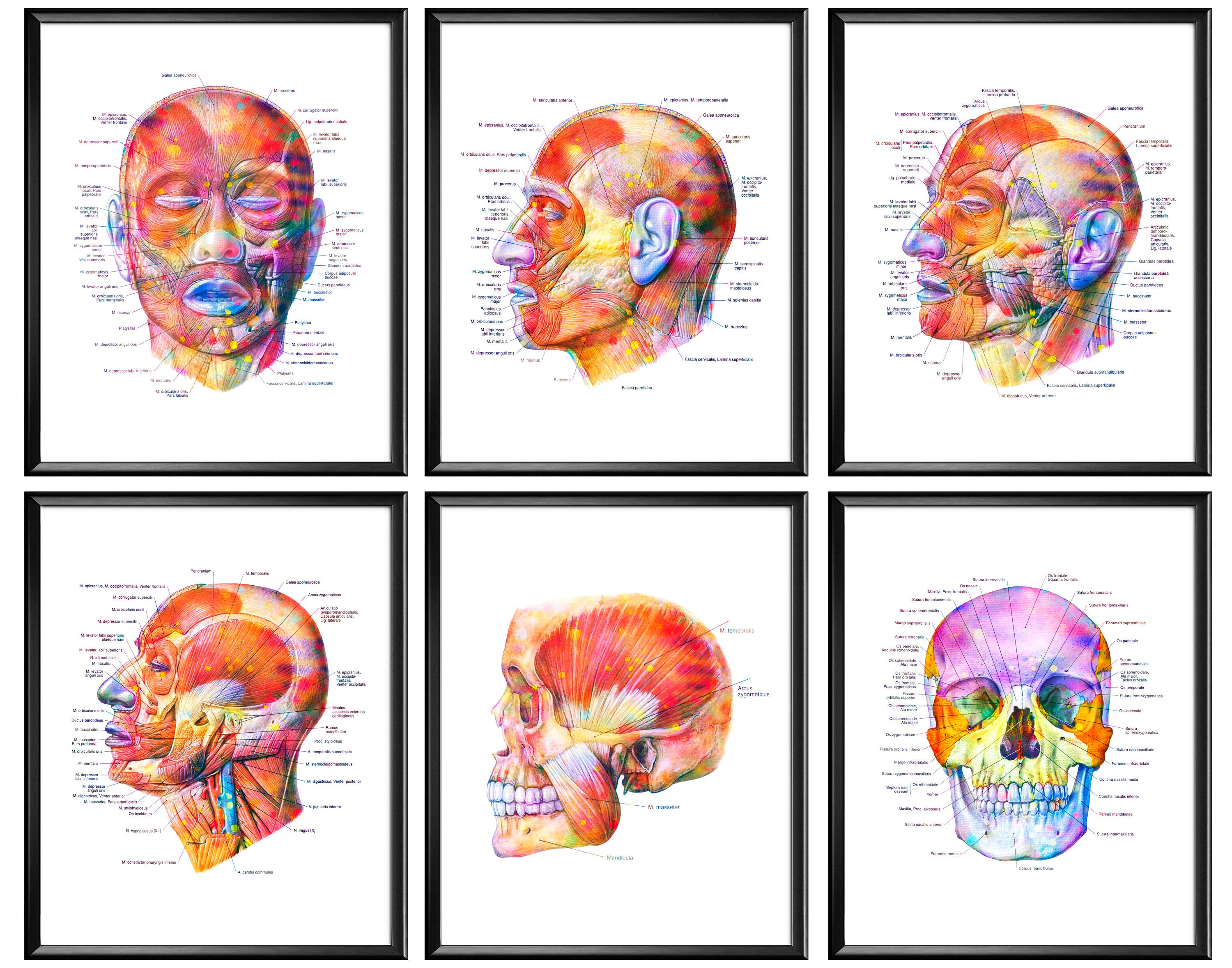 Face Anatomy For Artists