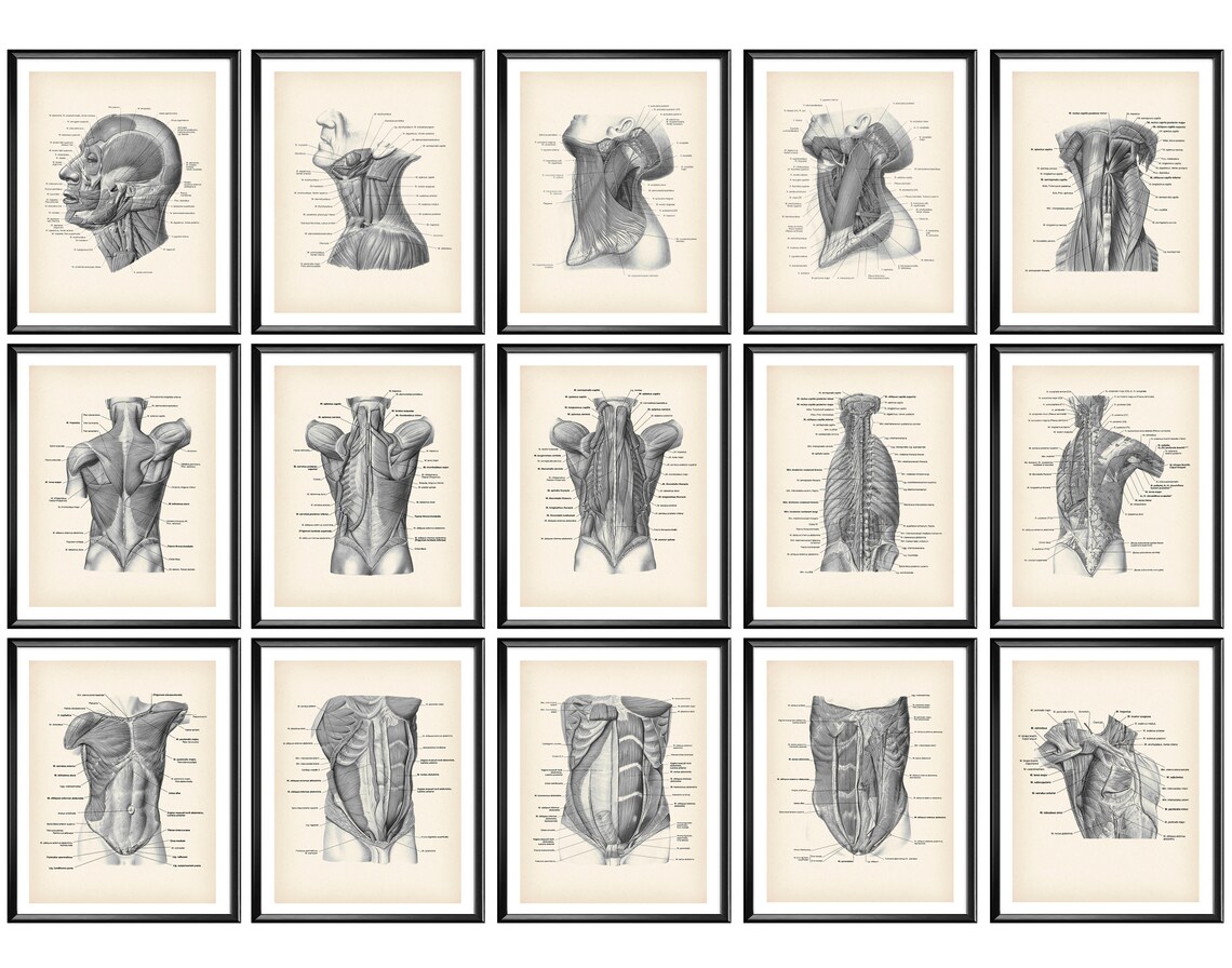 15 Anatomical Posters Torso Muscles Neck Muscles Shoulder Muscles ...