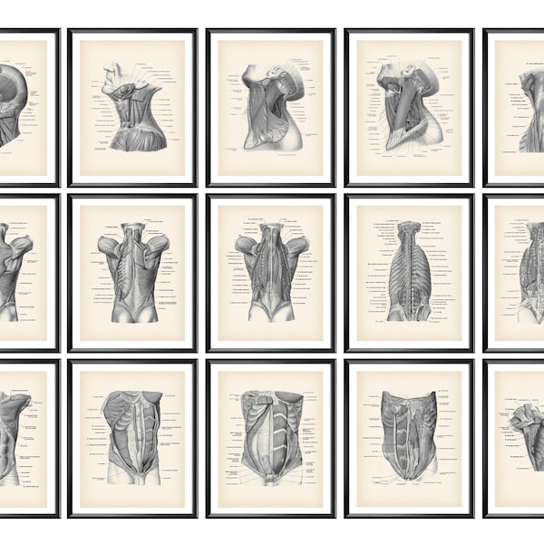 Anatomical Posters - Etsy