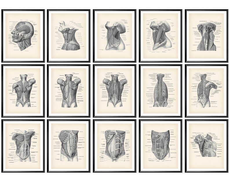 15 Anatomical Posters Torso Muscles Neck Muscles Shoulder Muscles ...