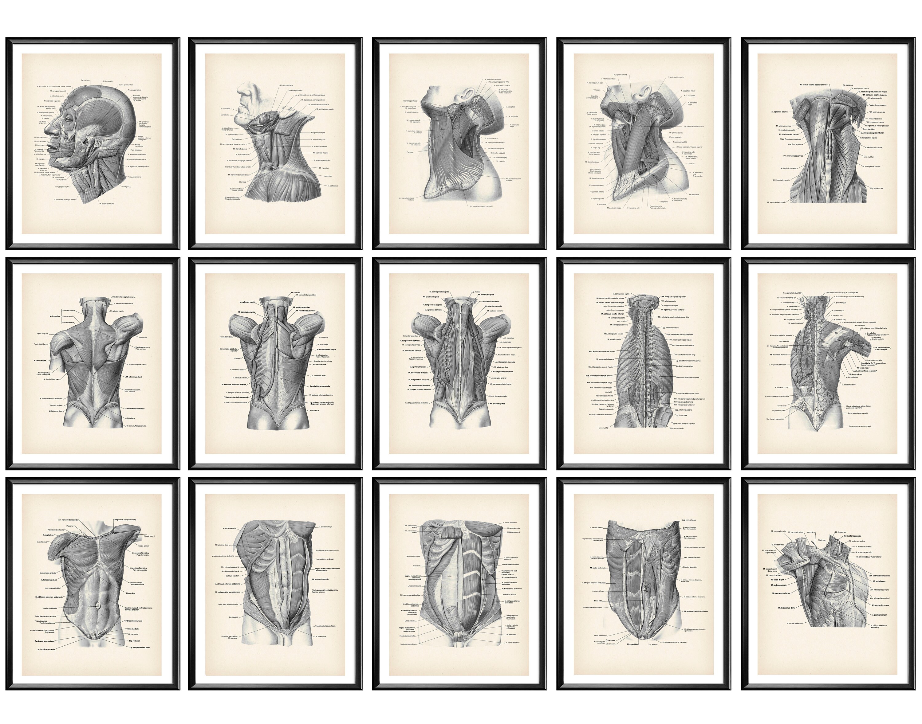 15 Anatomical Posters Torso Muscles Neck Muscles Shoulder Muscles ...