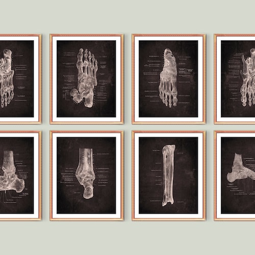 Foot Bones Anatomy Print Set of 6 Podiatry Art Medical Poster - Etsy