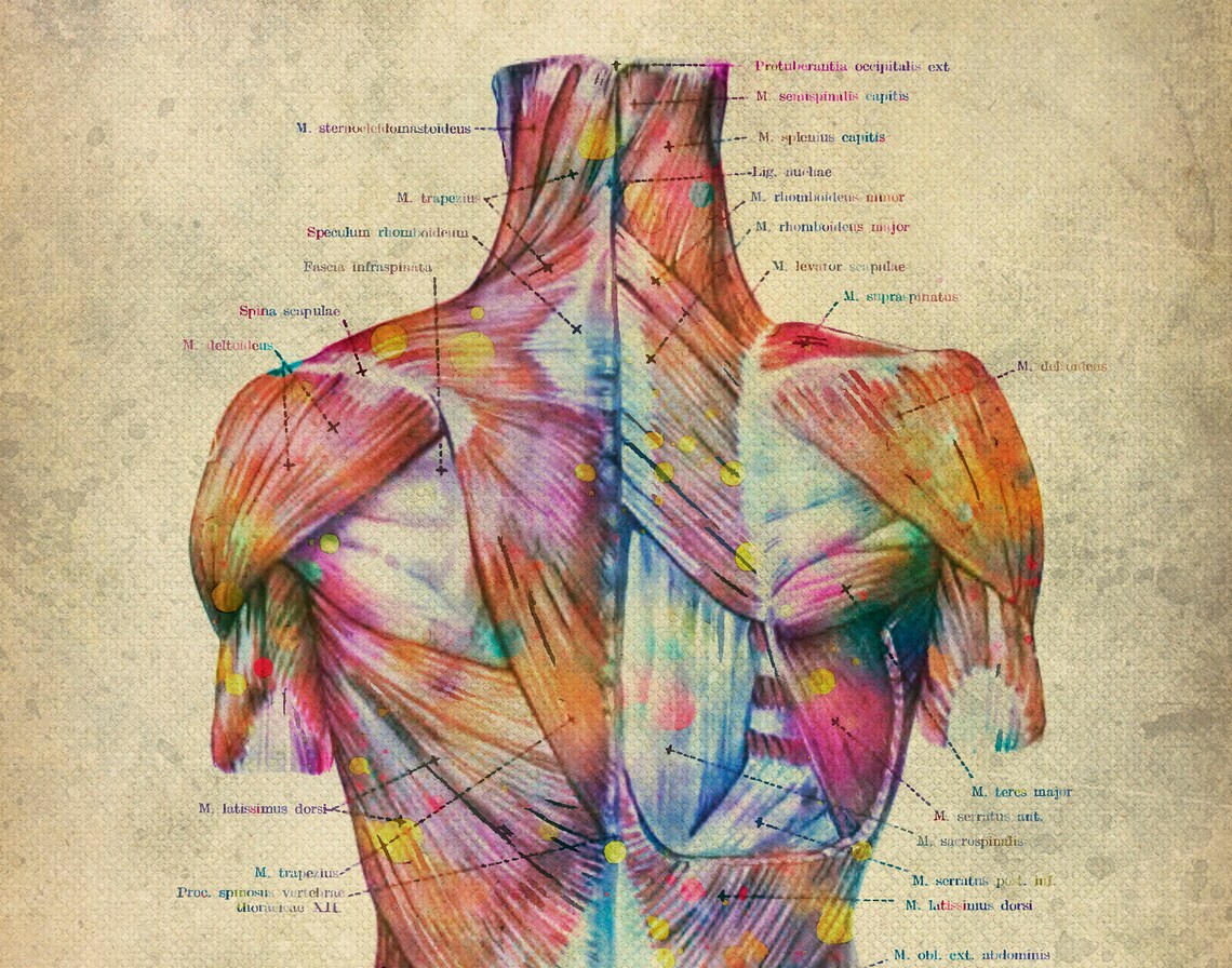 Muscular System Art Anatomy Poster Surgery Art Vintage Medical - Etsy