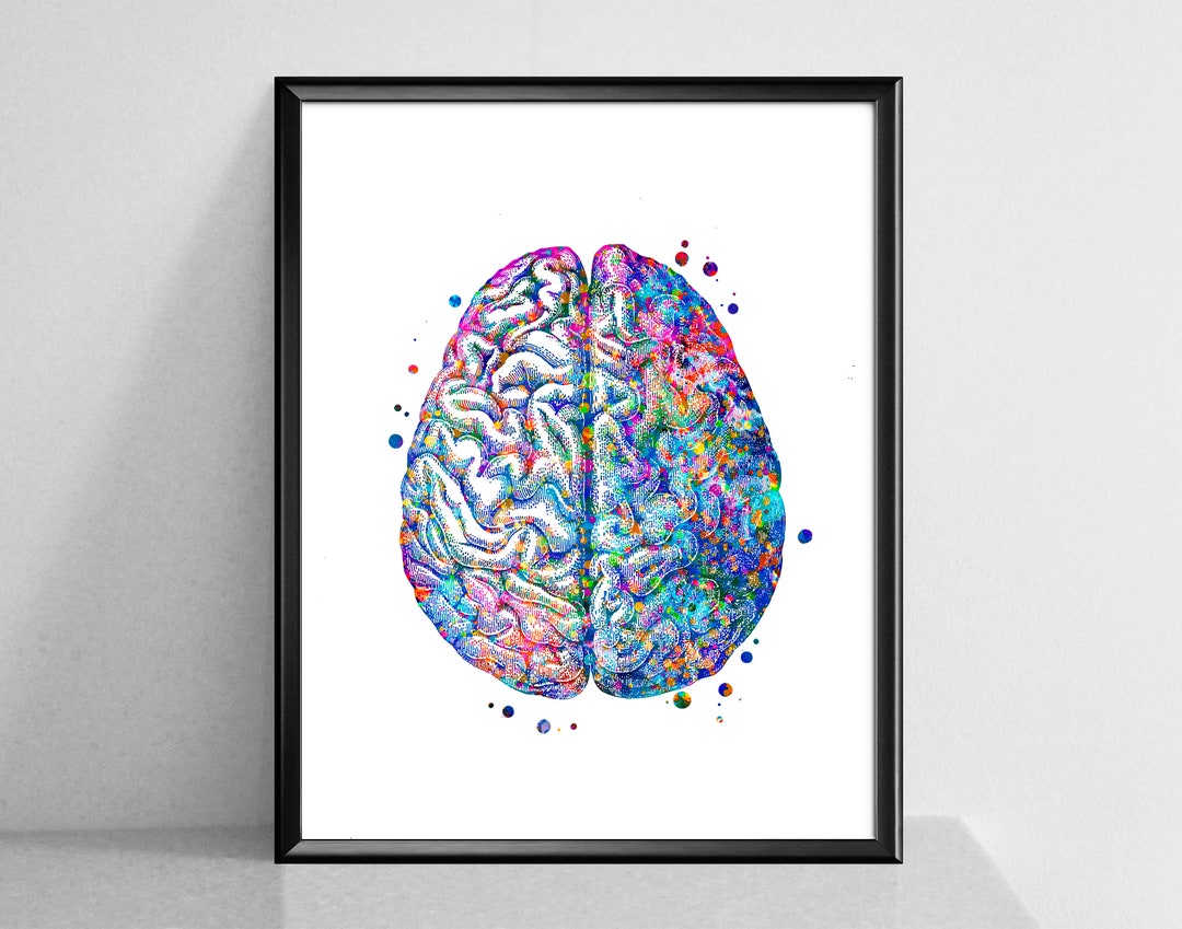 Anatomical Brain Art Anatomy Art Medical Art Neuroscience Art Neurology ...