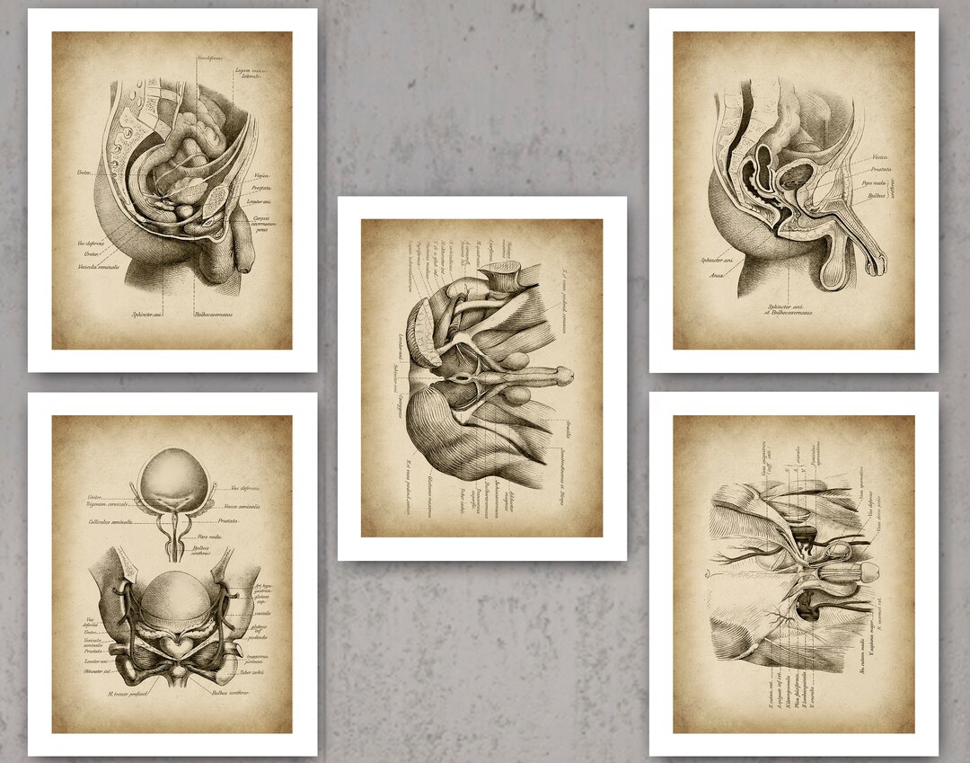 5 Vintage Urinary System Anatomy Posters Male Reproductive System ...