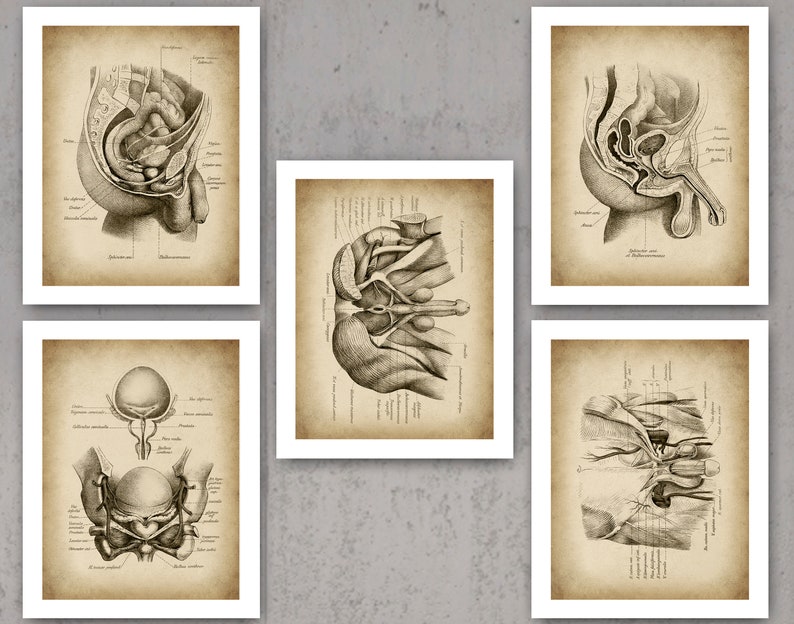 5 Vintage Urinary System Anatomy Posters Male Reproductive - Etsy UK