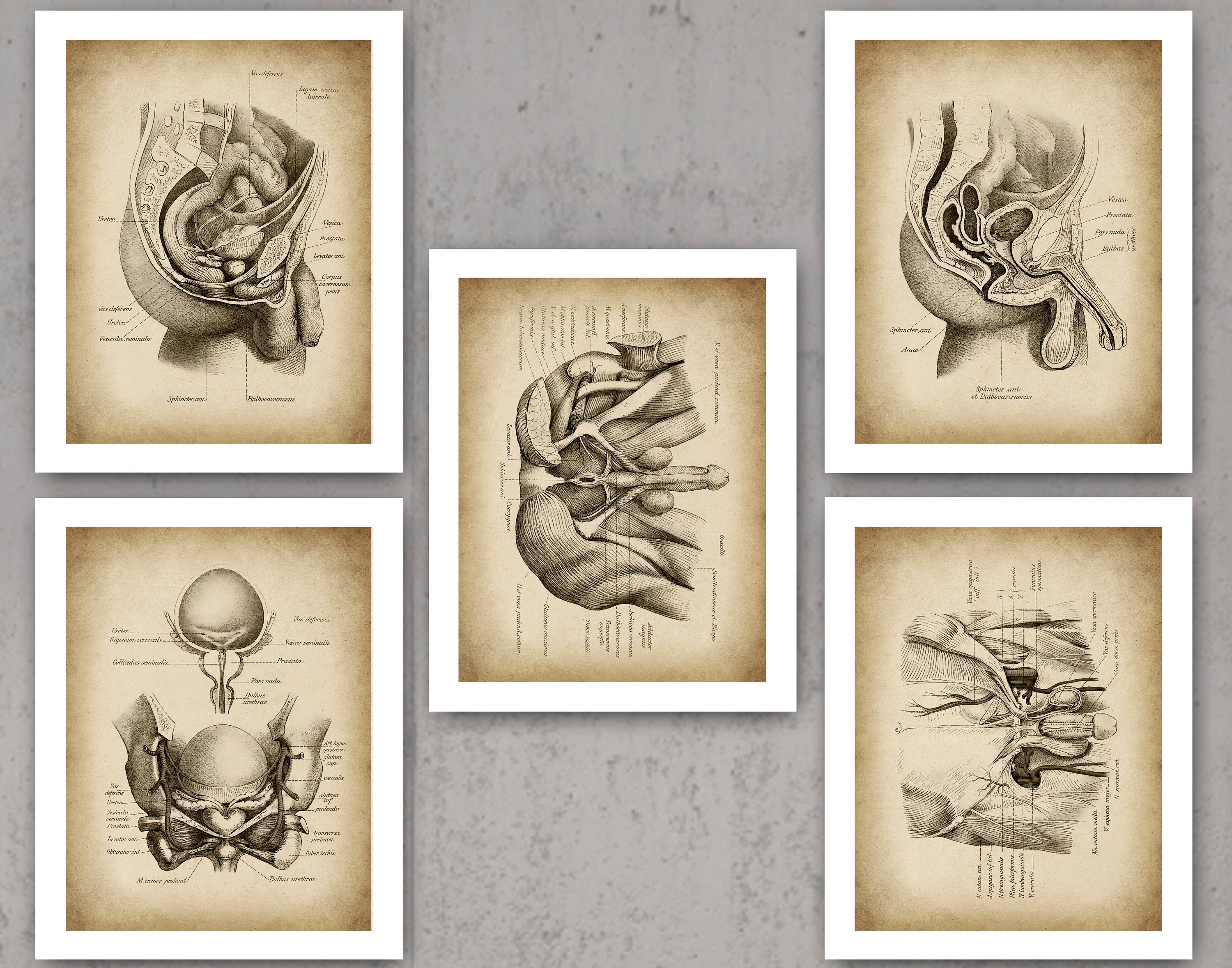 5 Vintage Urinary System Anatomy Posters Male Reproductive - Etsy UK