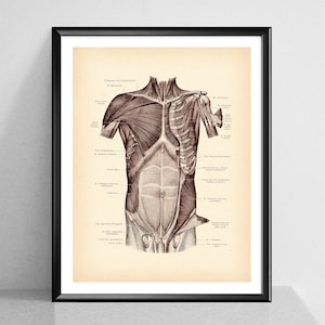 8 Muscular System Anatomy Posters, Human Anatomy Art, Medical Artwork ...