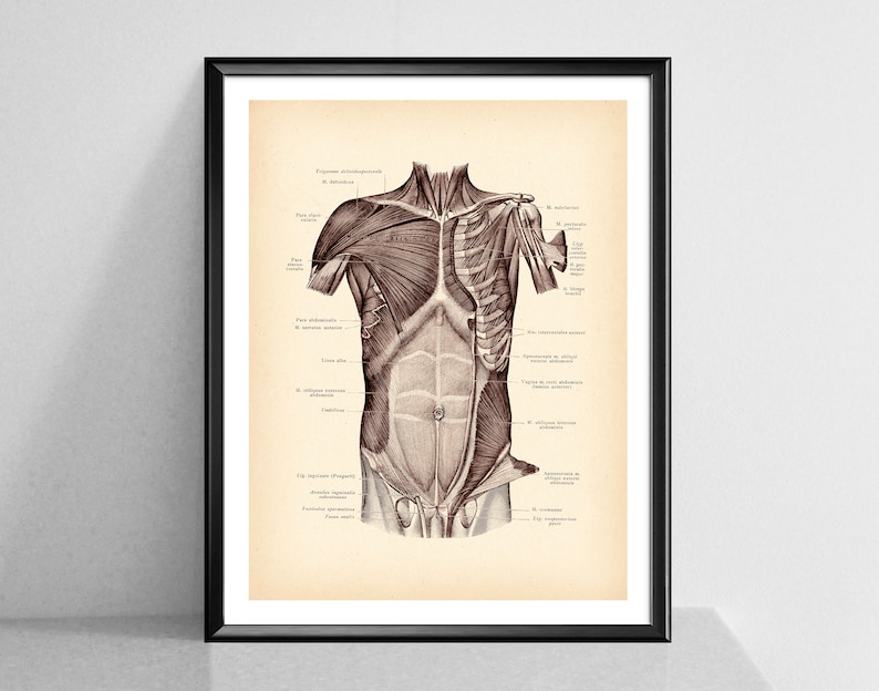 8 Muscular System Anatomy Posters Human Anatomy Art Medical | Etsy