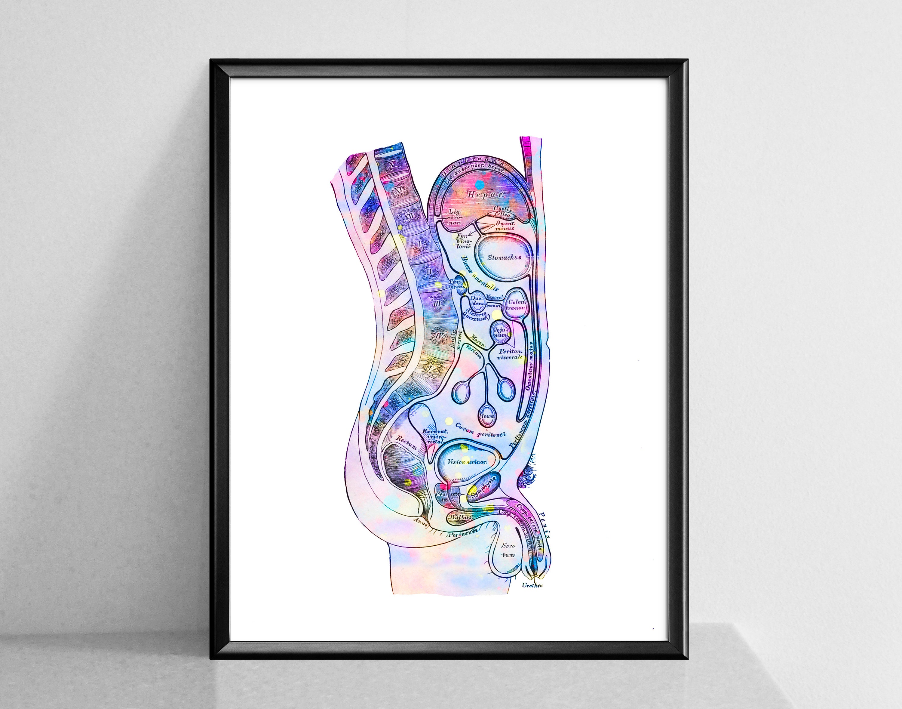 Abdomen Órganos Anatomía Póster Órganos Internos Arte Acuarela - Etsy ...