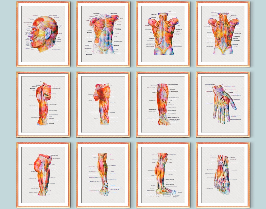 Musculoskeletal System Anatomy Poster Set Labeled Muscles Structure ...