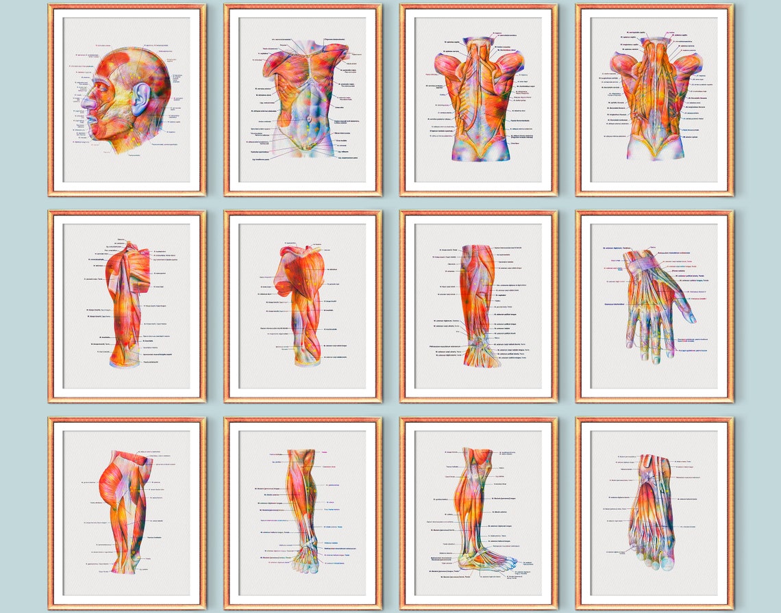Musculoskeletal System Anatomy Poster Set Labeled Muscles | Etsy