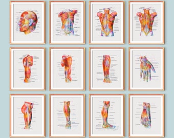 Muscle Anatomy Poster - Etsy Australia