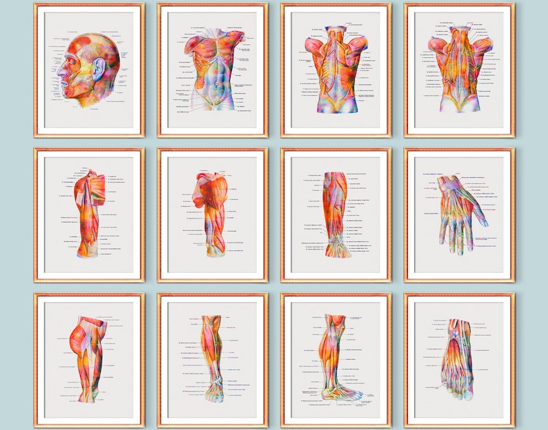 Musculoskeletal System Anatomy Poster Set Labeled Muscles | Etsy