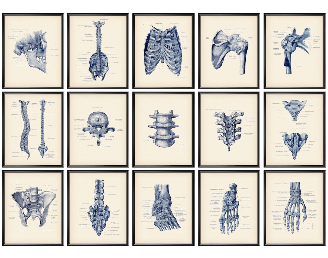 15 Skeleton Anatomy Posters, Chiropractic Medicine Art, Ligaments and ...