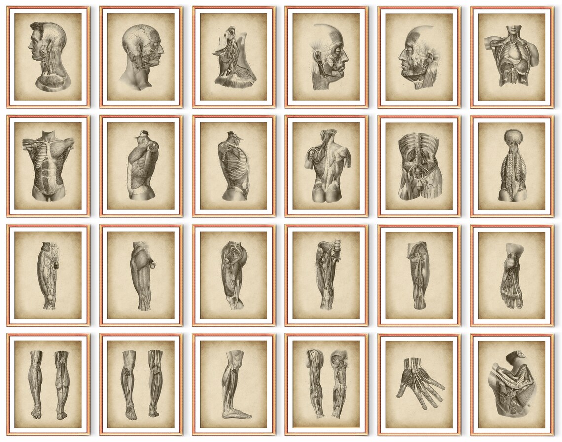 24 Vintage Anatomy and Physiology Art Medical Artwork Muscular System ...