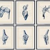 Musculoskeletal System Anatomy Poster Set Labeled Muscles Structure ...