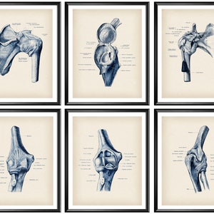 Human Anatomy Art Shoulder Joint Poster Elbow Joint Skeletal - Etsy