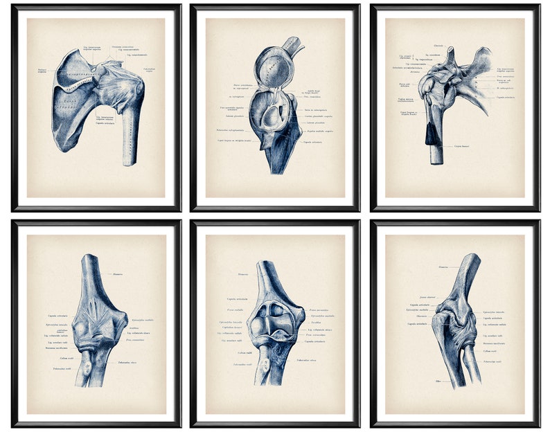 Human Anatomy Art Shoulder Joint Poster Elbow Joint Skeletal - Etsy