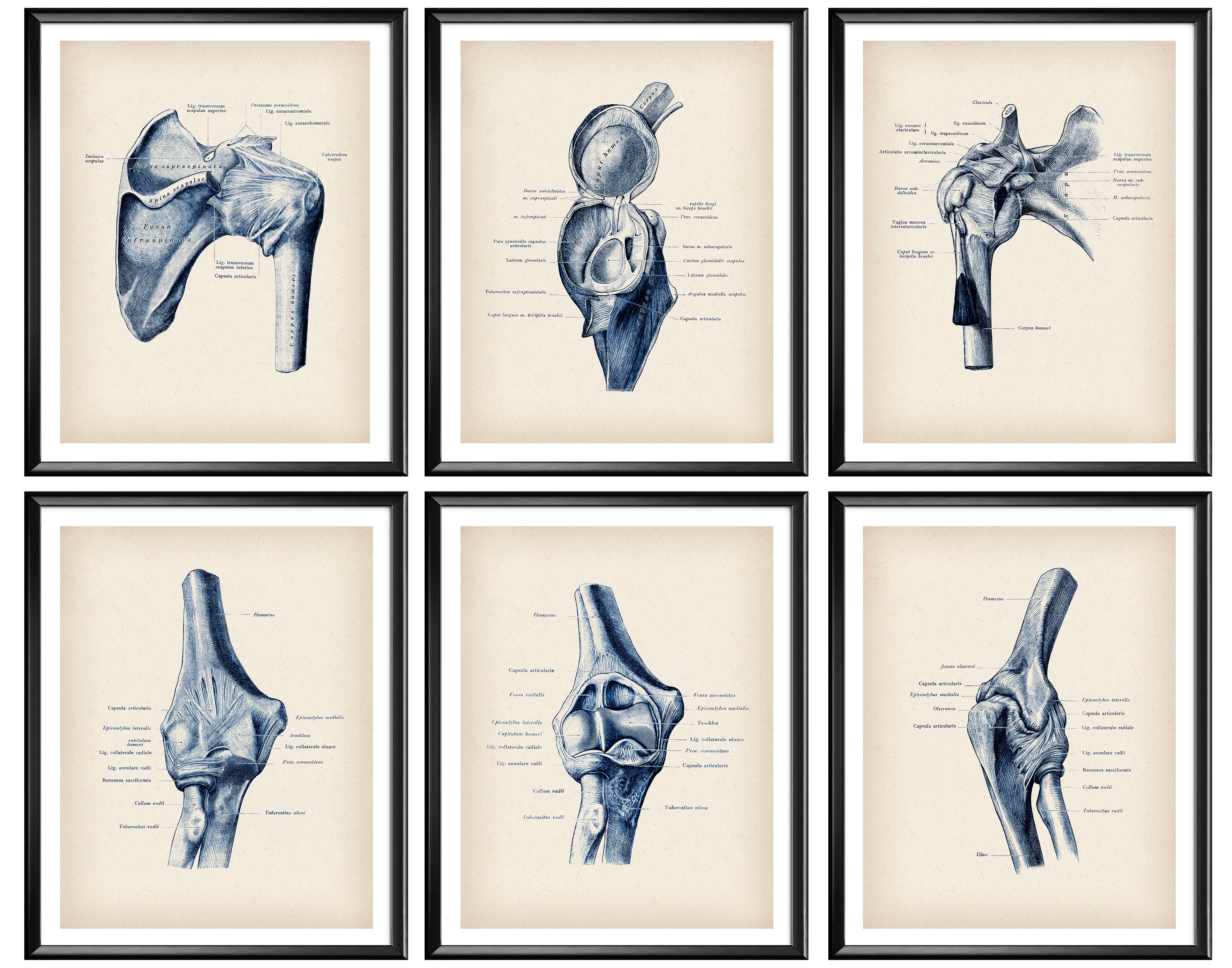 Human Anatomy Art Shoulder Joint Poster Elbow Joint Skeletal - Etsy Canada