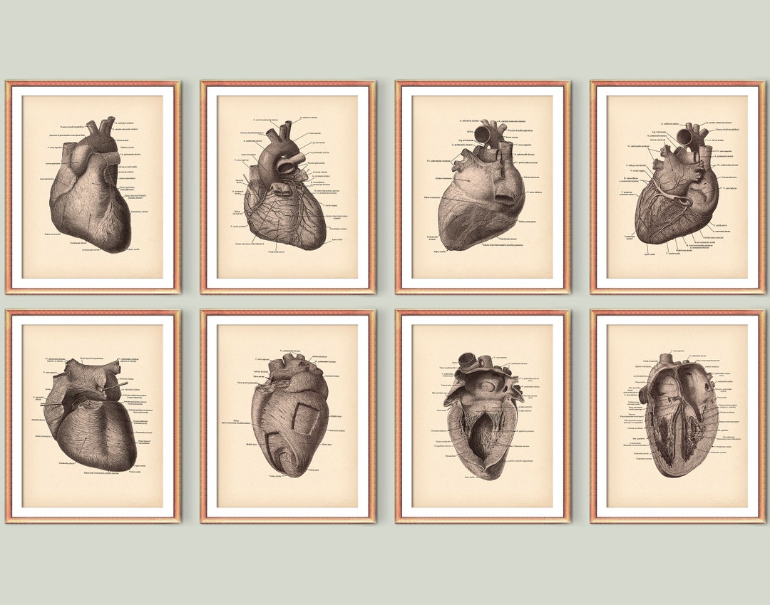 Vintage Set 8 Anatomical Heart Poster Cardiovascular System ...