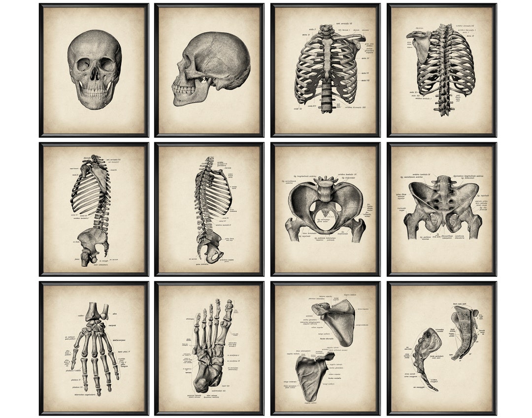 12 Vintage Human Skeleton Anatomy Posters Osteology Art Medical Art ...